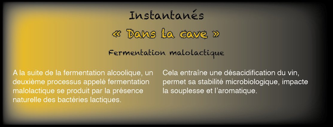 La fermentation malolactique | Maison Philippe Grisard